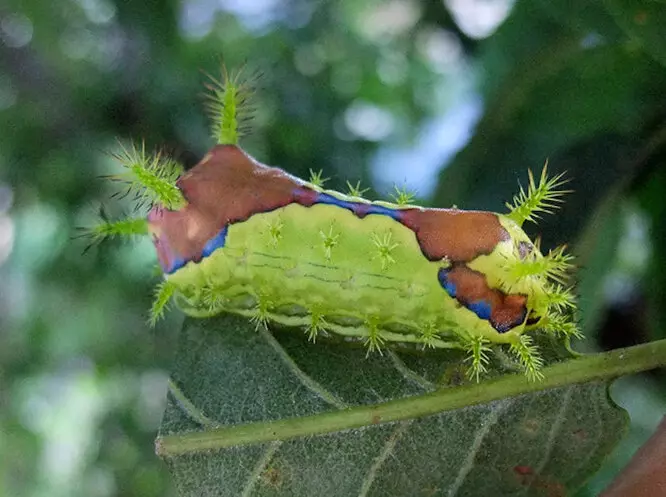 "Jour Musi" - Japonais "Caterpillar électrique". Elle a l'air assez mignon jusqu'à ce qu'elle soit touchée en recevant un coup tangible au courant. En fait, la chenille ne produit pas d'électricité, mais les produits chimiques alloués à cela très bien l'imitent.