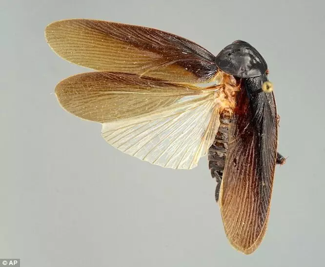 Les cafards. Peu d'insectes provoquent un tel dégoût, comme ces petits coléoptères. Attends "petit"? Au Japon, les cafards sont énormes - jusqu'à 4 cm de long et volent aussi! Si le Cockroach japonais restera en vous sur le vol secs - vous vous en souviendrez depuis longtemps.