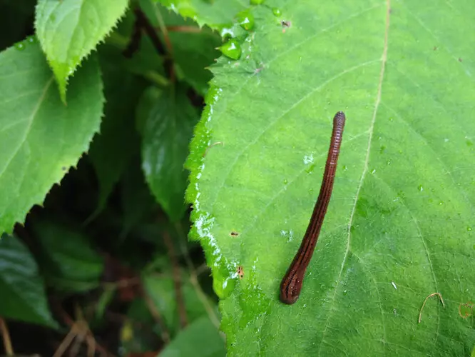 Leech minier japonais. Les sangsues ne sont pas la création la plus agréable, mais au moins ils vivent uniquement dans l'eau, non? Pas du tout, car la sangsue de montagne japonaise est capable d'grimper aux arbres et de sauter pour le sacrifice de la taille. Leech avec tactile tactique - une grande combinaison!