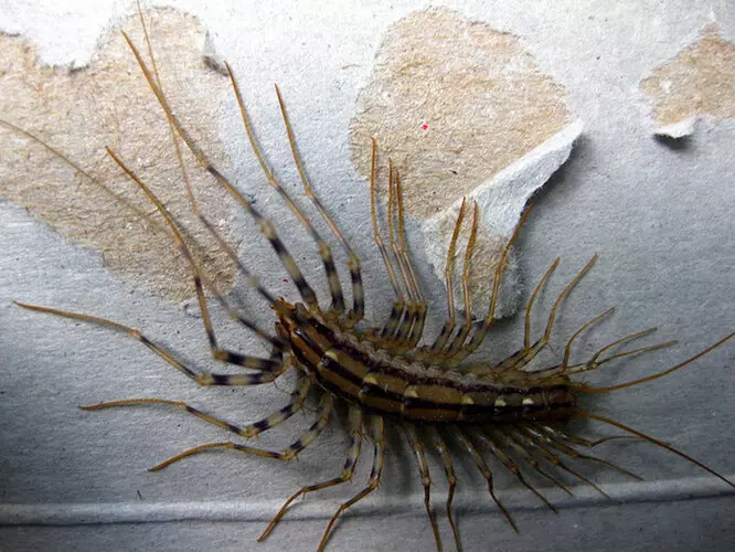 Mukholovka - Résidents communs des maisons du Japon, ainsi que des maisons du monde entier. Malgré l'apparition, ce sont des gars assez innocous qui ne mordent pas une personne, mais s'en débarrassent de nombreux insectes désagréables. Malheureusement, ce ne sont pas les seules multicadiennes au Japon.