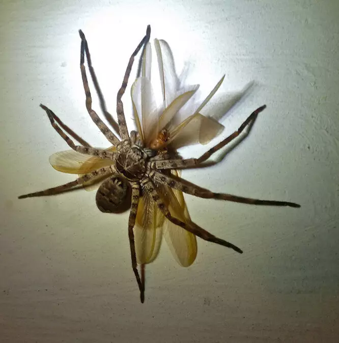 Spider-wawindaji wa Kijapani hawana, kwa ujumla, sio nia ya watu. Mazao haya ya mwisho, kama hii arachnid inakua hadi ukubwa wa sentimita 30 na hupenda kuruka zisizotarajiwa juu ya mawindo yao. Ndoto inayoja, inayoweza kugeuka mtu yeyote huko Arachnophoba.