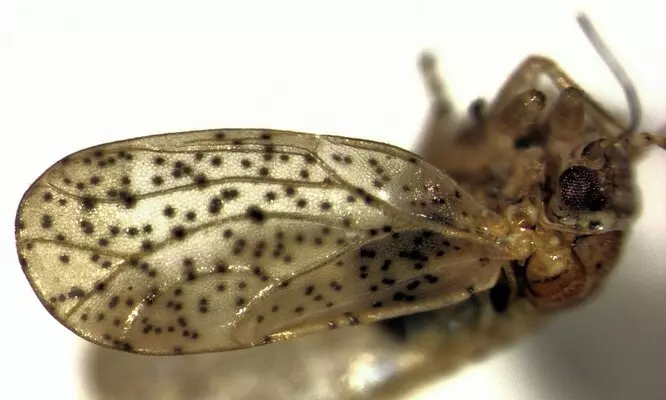 Psylla Frodobginsi.