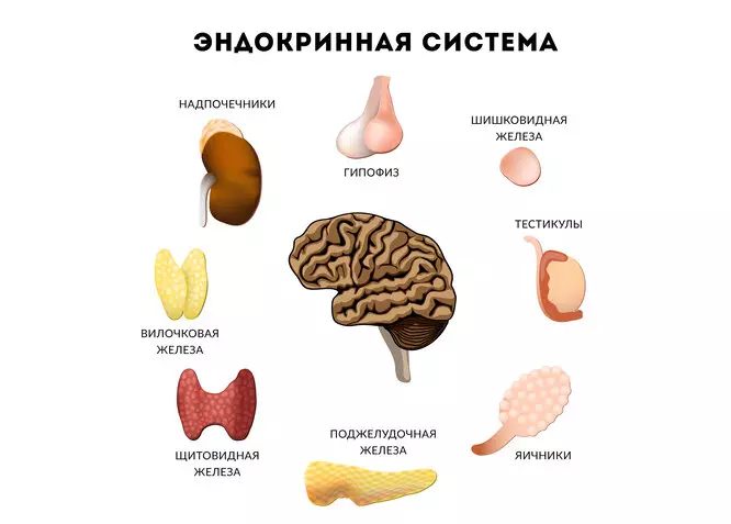 Fandrahonana miafina: Ahoana ny fomba hahitana ireo soritr'aretin'ny aretina amin'ny rafitry ny endocrine 313380_4