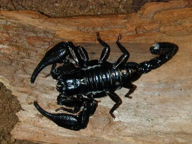 Asíu skógur scorpion.