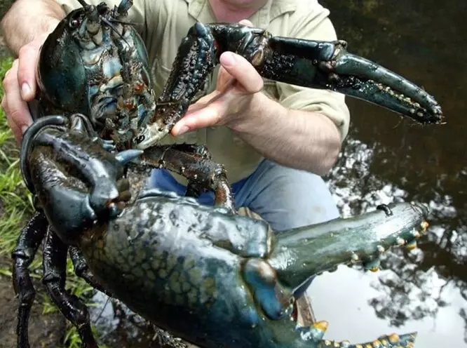 Tasmanian Giant ferskvatns krabbamein