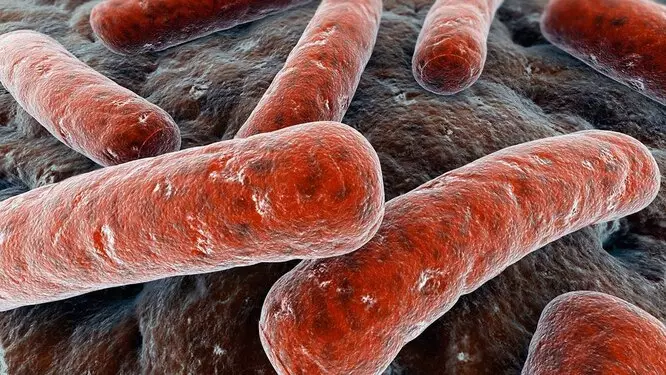 Mycobacterium tuberculosis.