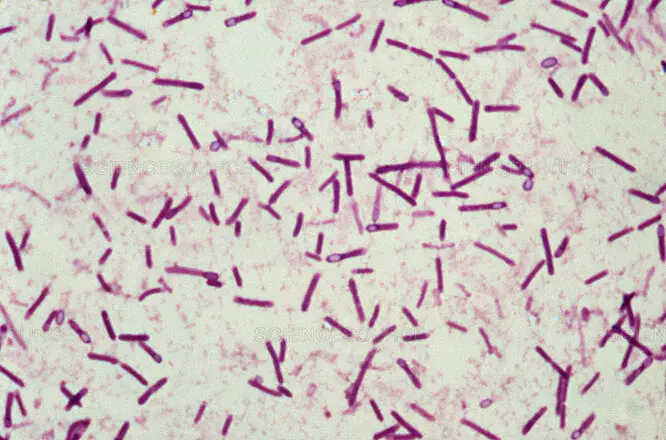 Clostridium botulinum