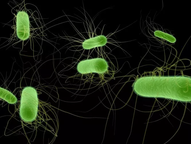 Escherichia coli.