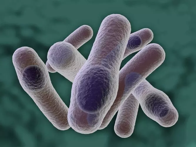 Clostridium tetani.