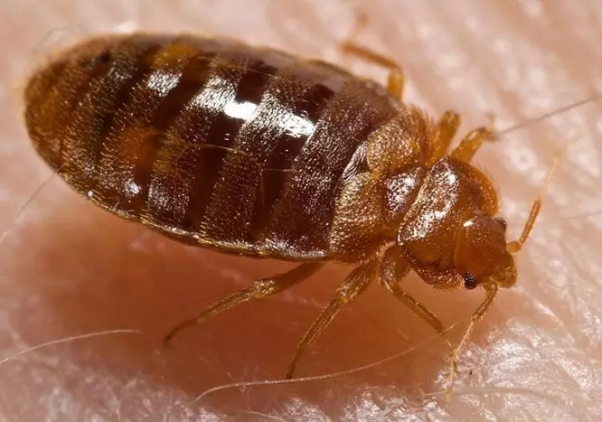 Chyby sú známe pre ich krvilačstvo, ale okrem toho majú nedostatočný reprodukčný ťah. Bed Bug je možné kopulovať až do desiatok časov denne, pokrok partnera na jeho akútne sexuálne telo. Poškodzujú túto ženu, však neovplyvňuje. Výsledkom je, že nová generácia žien sa môže objaviť s ďalšími medziľahlými otvormi v celom tele.