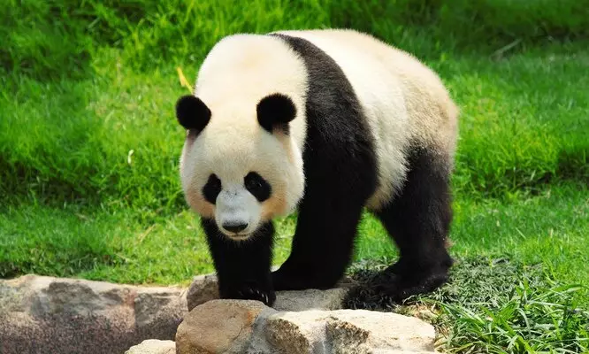 Veľké pandy sa cítia dobre v zoologických záhradách, na jednu výnimku - do roku 2000, ďalej odmietli sa množiť. Ukázalo sa, že všetko ide oveľa úspešnejšie, ak dávajú pandu na párenie divokých pandád na videu, t.j. v skutočnosti, fandiť cez pornografiu.