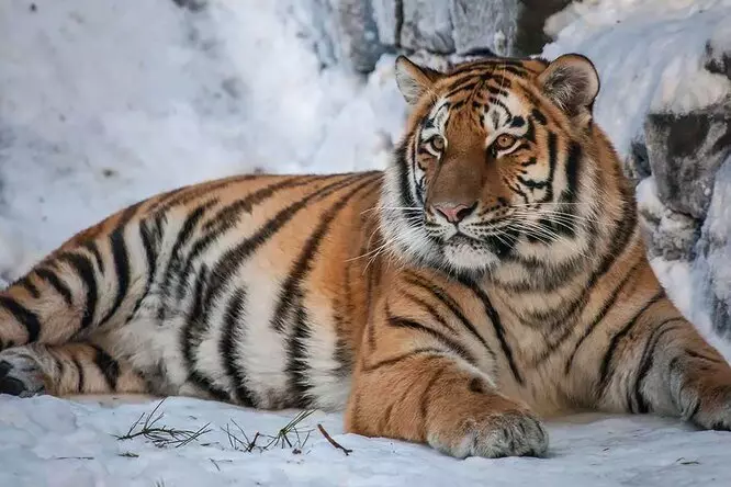 Amur Tiger a condus la stomatologi