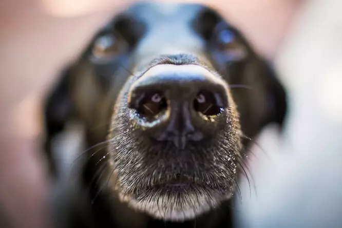 In China is daar herkenning van honde in die tekening van die neus 315762_2