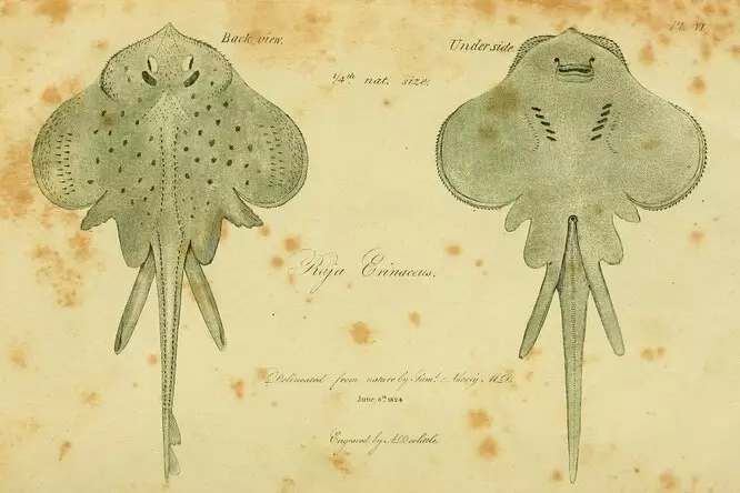 Pirmā būtne, kas ir iemācījusies pastaigas, nekad nevar iziet no ūdens 316182_2