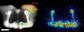 DROSOPHILA ao amin'ny Brainphila: Ny angon-drakitra hetsika dia esorina amin'ny fotoana tena izy