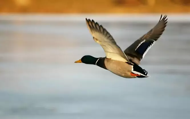 In the Netherlands destroyed 190 thousand ducks 323506_2