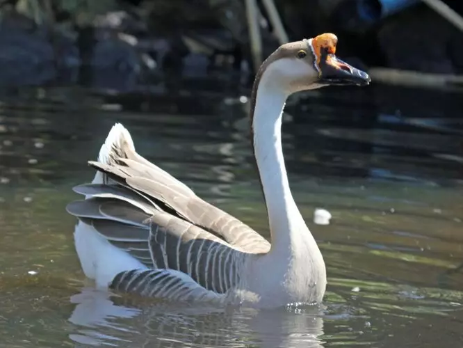 In the Netherlands destroyed 190 thousand ducks 323506_4