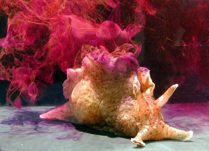 California Sea Hare, kain otot yang digunakan dalam desain robot