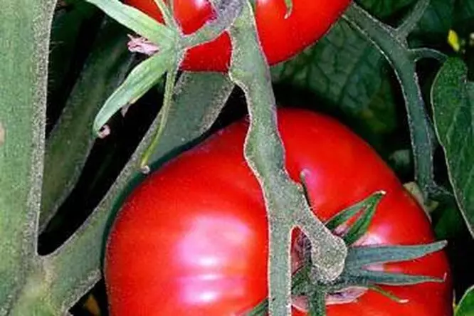 Wat geuren fan tomaten: no - Lemon en Rose 324405_2