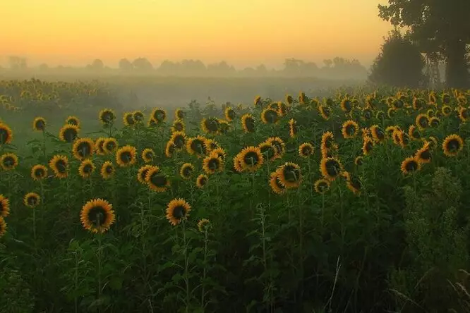 Natuklasan ng mga siyentipiko kung bakit sinusunod ng mga sunflower ang Araw 327487_2