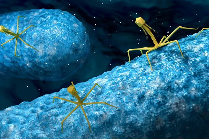 Phages da ƙwayoyin cuta za su yi yaƙi har ma da ƙwayoyin cuta na magani