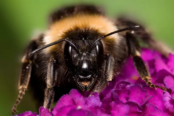 Incredible cognitive abilities of bumblebees: they are smarter than we thought 330382_2