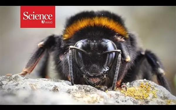 Bumblebees की अविश्वसनीय संज्ञानात्मक क्षमताओं: वे सोचा से ज्यादा चालाक हैं 330382_3