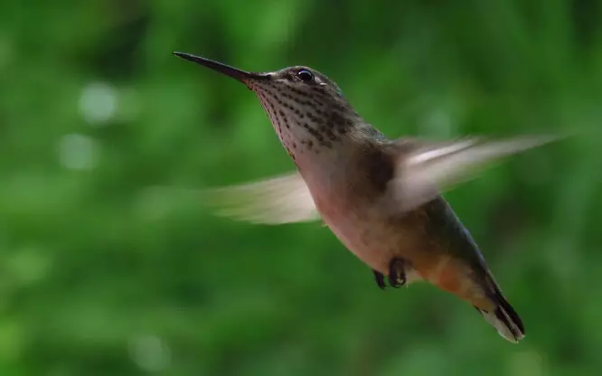 Prečo kolibrík nie je horúci 332008_2