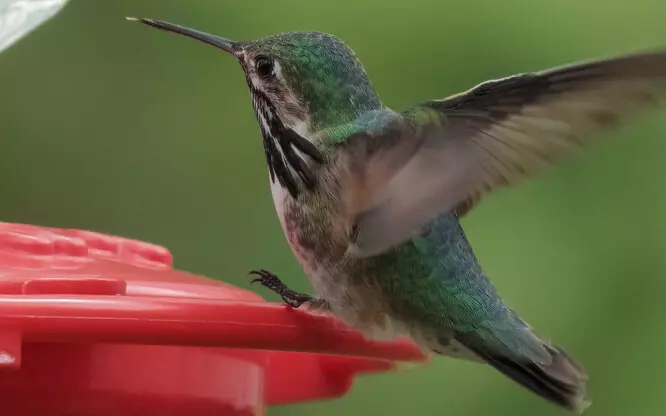 Warum ist der Kolibri nicht heiß? 332008_4