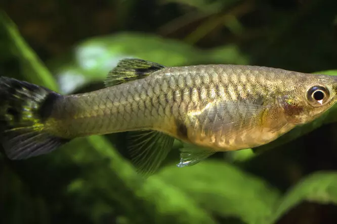 GUPPIES: o se auala o le faʻapipiʻiina o le sika siama poʻo le le aoga o le ecological? 332130_2