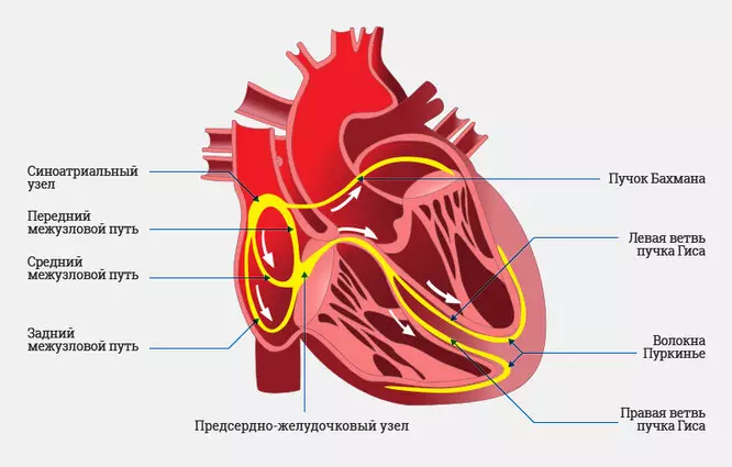 Жүрек электриктері: Күрделі ойыншылар жүрекке қалай көмектеседі 332471_3