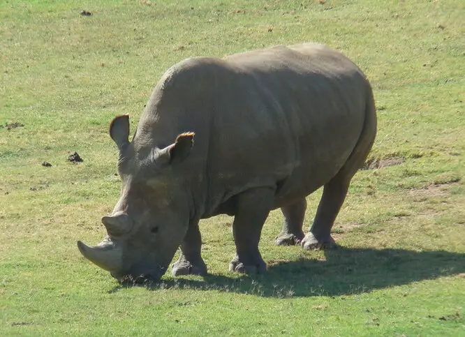 Ti gba ọmọ inu oyun miiran ti o jẹ ti Ariwa White Rhino