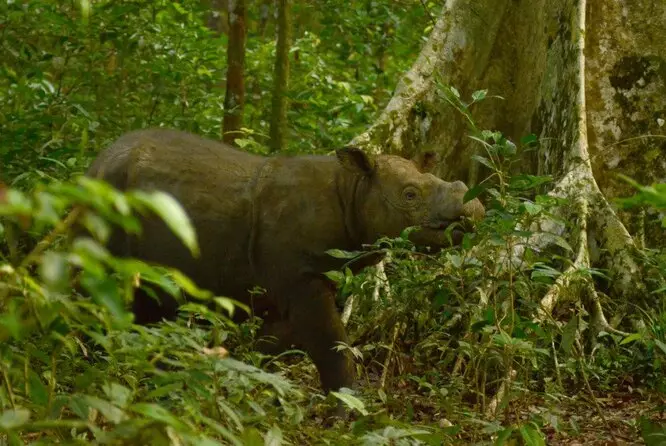 Kiume wa mwisho wa Rhino ya Sumatran huko Malaysia alikufa 333059_2