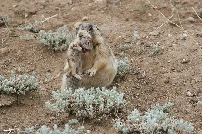 草食動物草地狗原來是連環殺手 333838_2