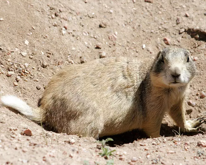 Els gossos de Meadow Herbivore van resultar ser assassins en sèrie 333838_3