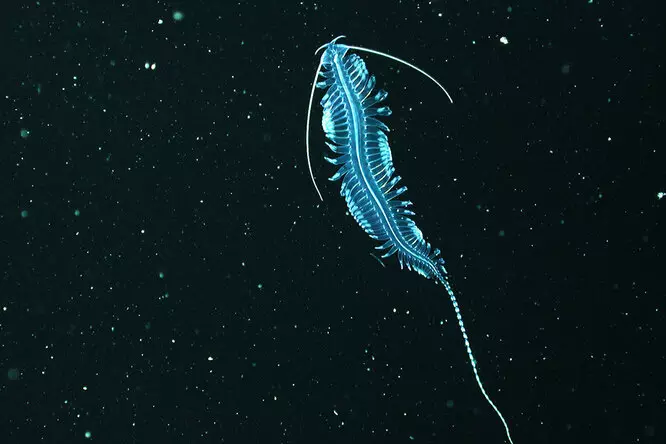 Boluminescence: 3/4 of all deep-water animals glows in the dark 334709_2