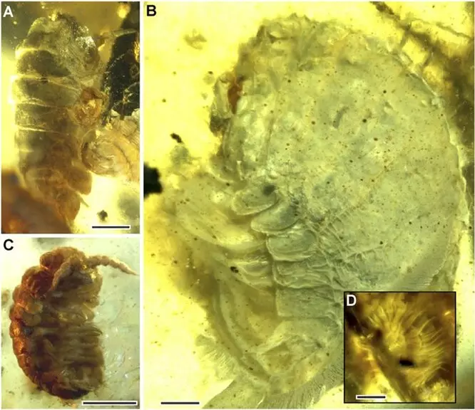 古代海洋生物在琥珀色的吸力中被发现：独特的发现 335050_3