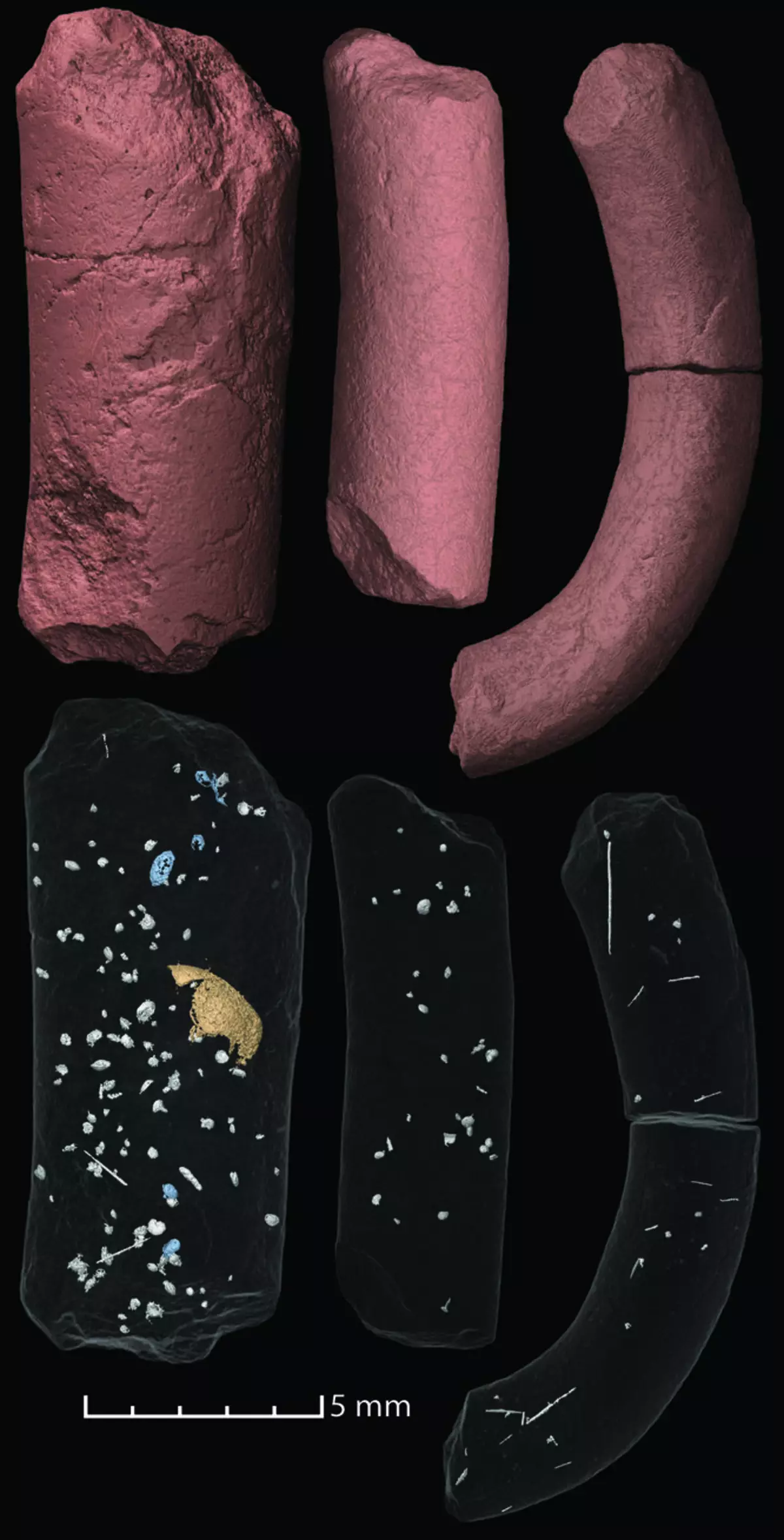 Coprolitites.