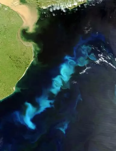 Ụyọkọ nke phytoplankton na ndịda Atlantic, ụsọ mmiri nke Argentina, gbatịpụrụ ihe fọrọ nke nta ka ọ bụrụ 500 km