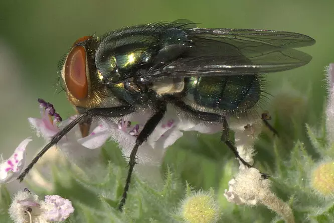 EEUU foi exposto á invasión de parasitos carnívoros 338377_2