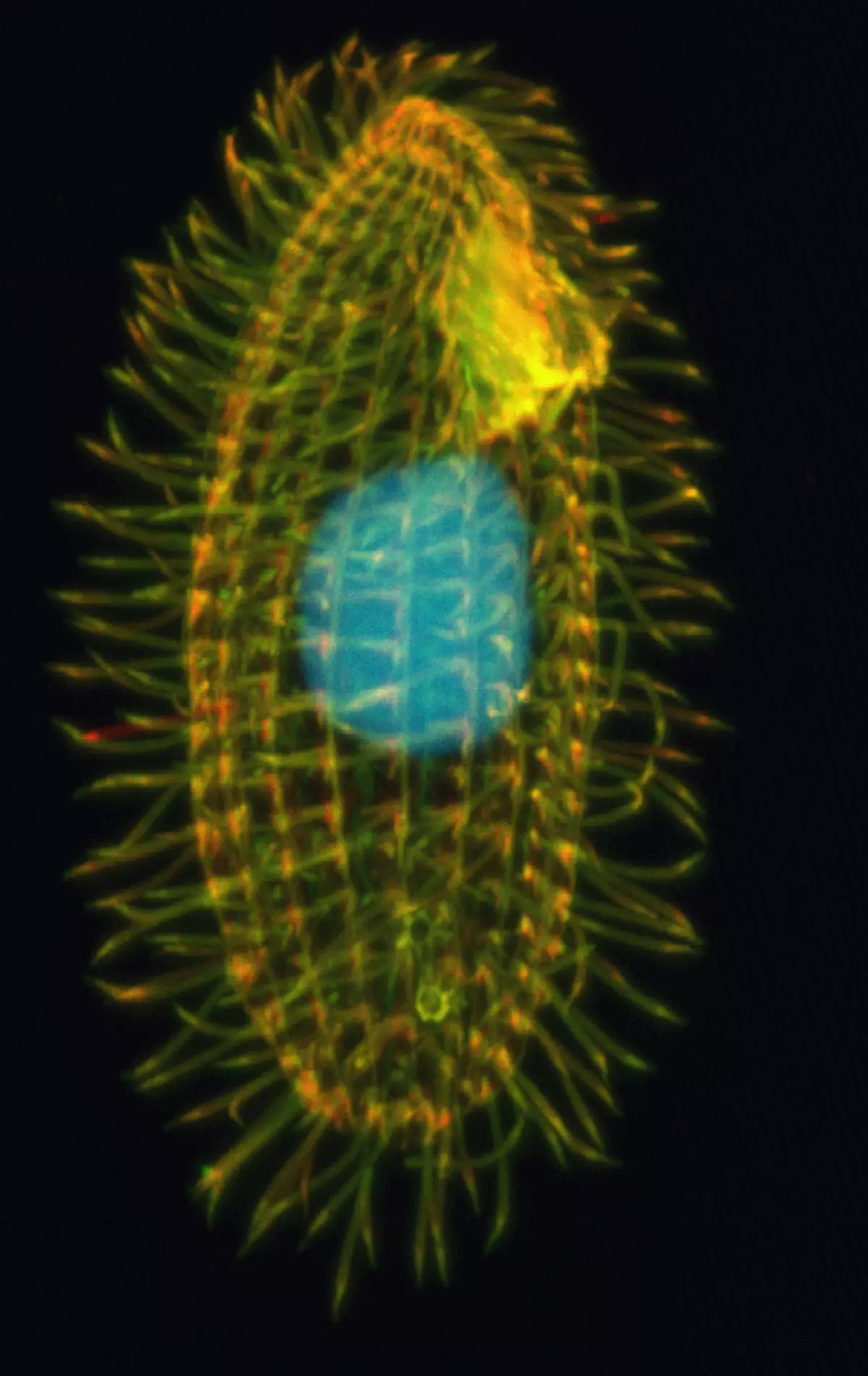 Tetahymena thermophila T ther thermophila - modél awak dina biologi ékspérimén