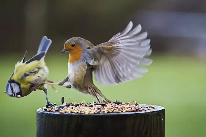 Bird Brain á metade dun cerebro compacto de mamíferos 341062_3