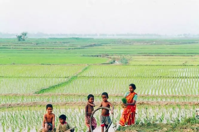 Anti-arroz: novo alimento cru 343723_2