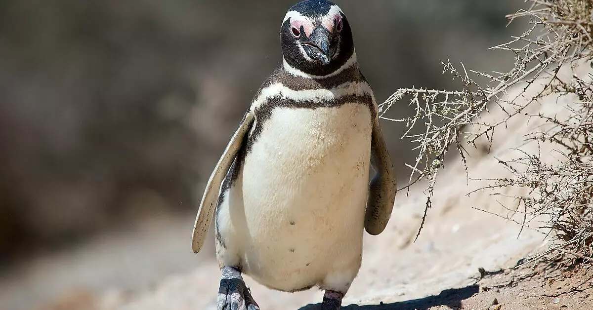 Millionen Pinguine: Jeder versammelte sich an einem Ufer