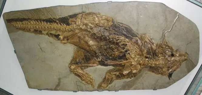 Petrified revains ng psychotocosaurus.