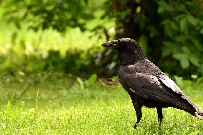 كانت الغربان قادرة على إصابة بعضنا البعض بالزخ السيئ 346876_2