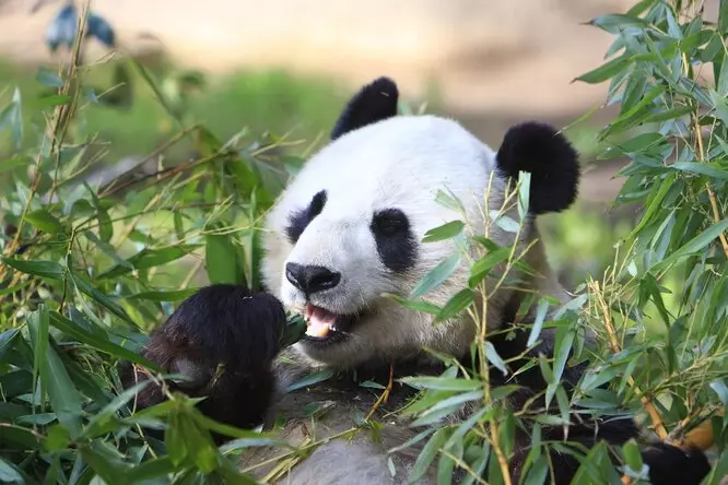 Dlaczego Panda jedzą bambus 347360_2