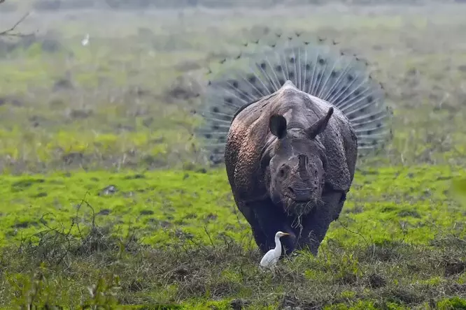 10 od najsmješnijih fotografija životinja 2018 349255_9