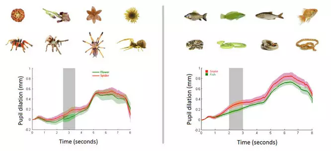 Страх перед зміями і павуками - вроджений: нове дослідження 349786_3