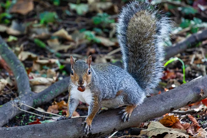 ಪ್ರೋಟೀನ್-ಬಲಗೈ ಅಪ್ರಸ್ತುತವಾಗಿದೆ